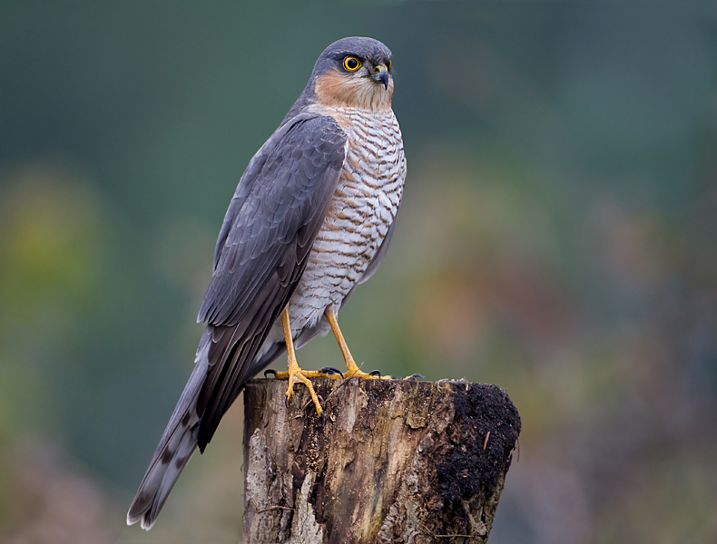 Vogels/Roofvogels-Uilen/sperwer man.web
