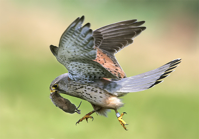 Vogels/Roofvogels-Uilen/torenvalk met een te grote prooi