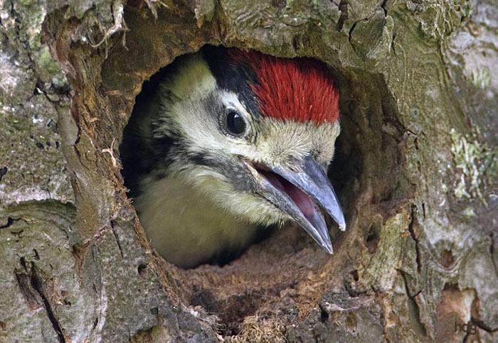 Vogels/Zang-Bosvogels/jonge grote bonte specht in de oude fruitboom